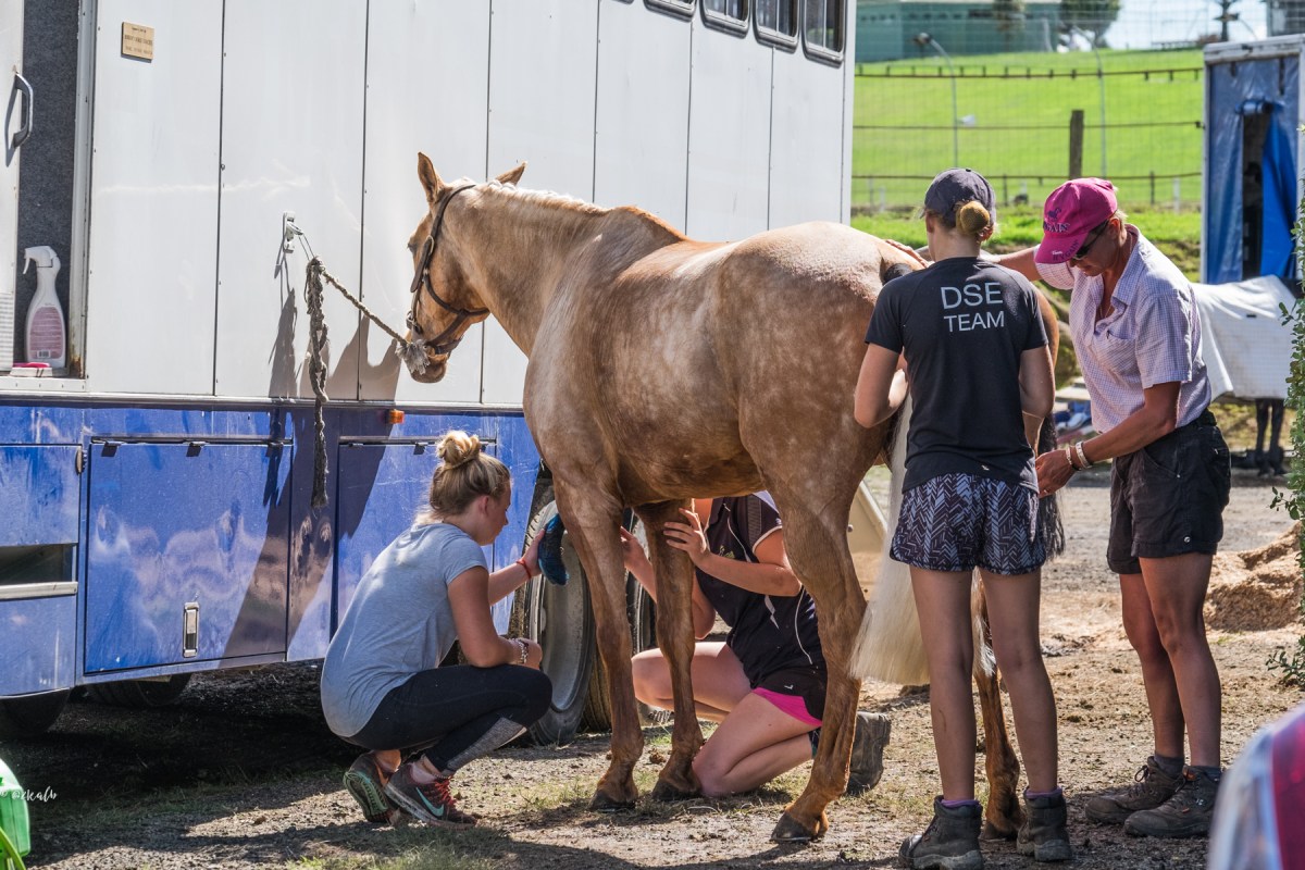 DSE Team – Donna Smith Eventing